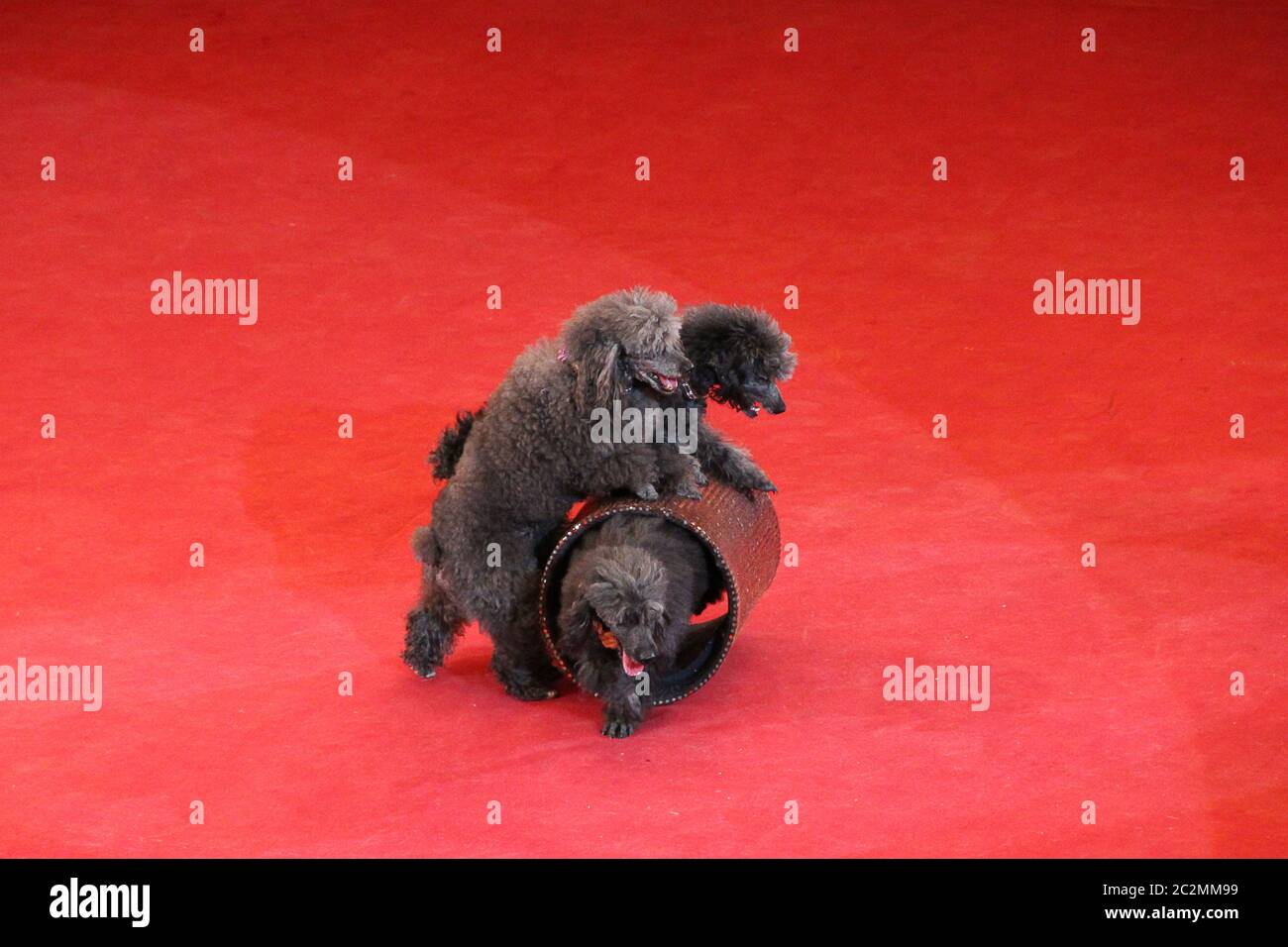 Trained poodles performing in circus arena. Trained dogs in circus ...