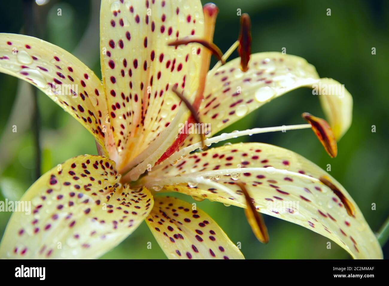 . Beautiful yellow lily. Yellow flowers of lily growing in garden Stock ...