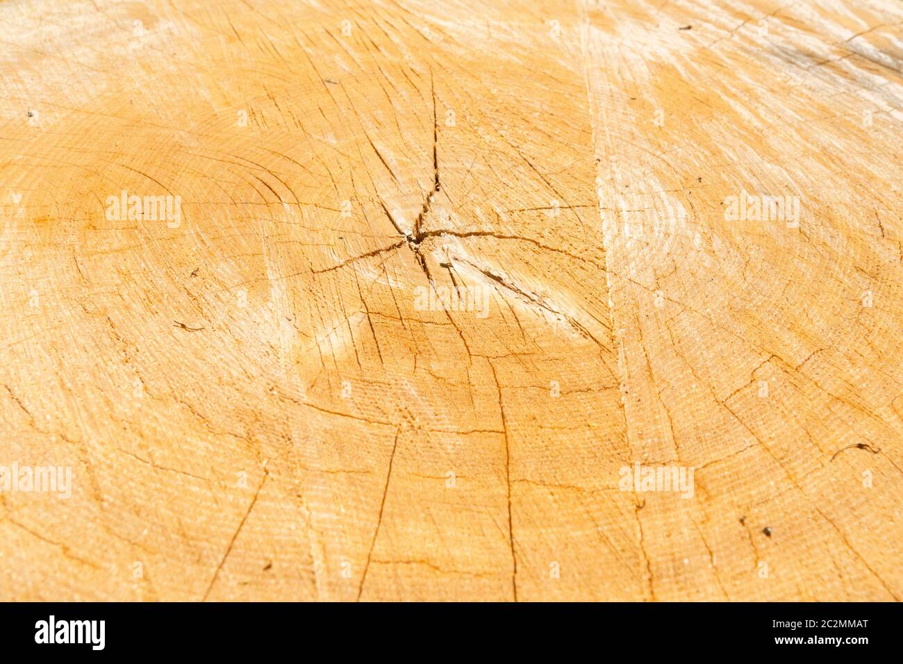 Maple cross section hi-res stock photography and images - Alamy