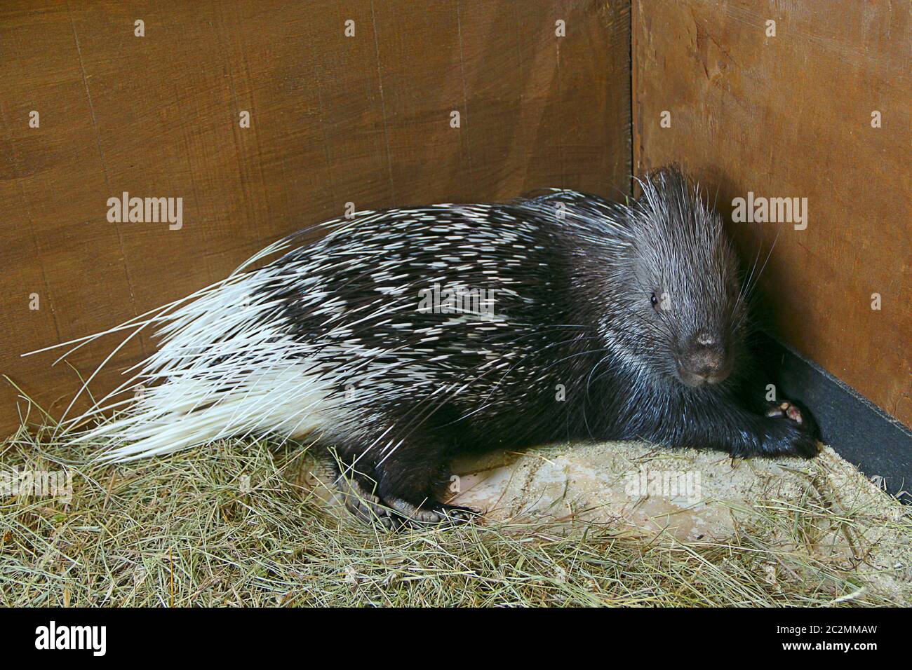 Porcupine covered bysharp spines. Rodent porcupine in zoo. Portrait of ...