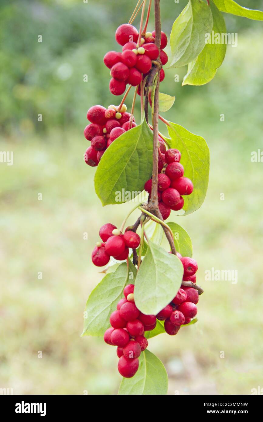 Branches of red schisandra. Clusters of ripe schizandra. Red schizandra ...