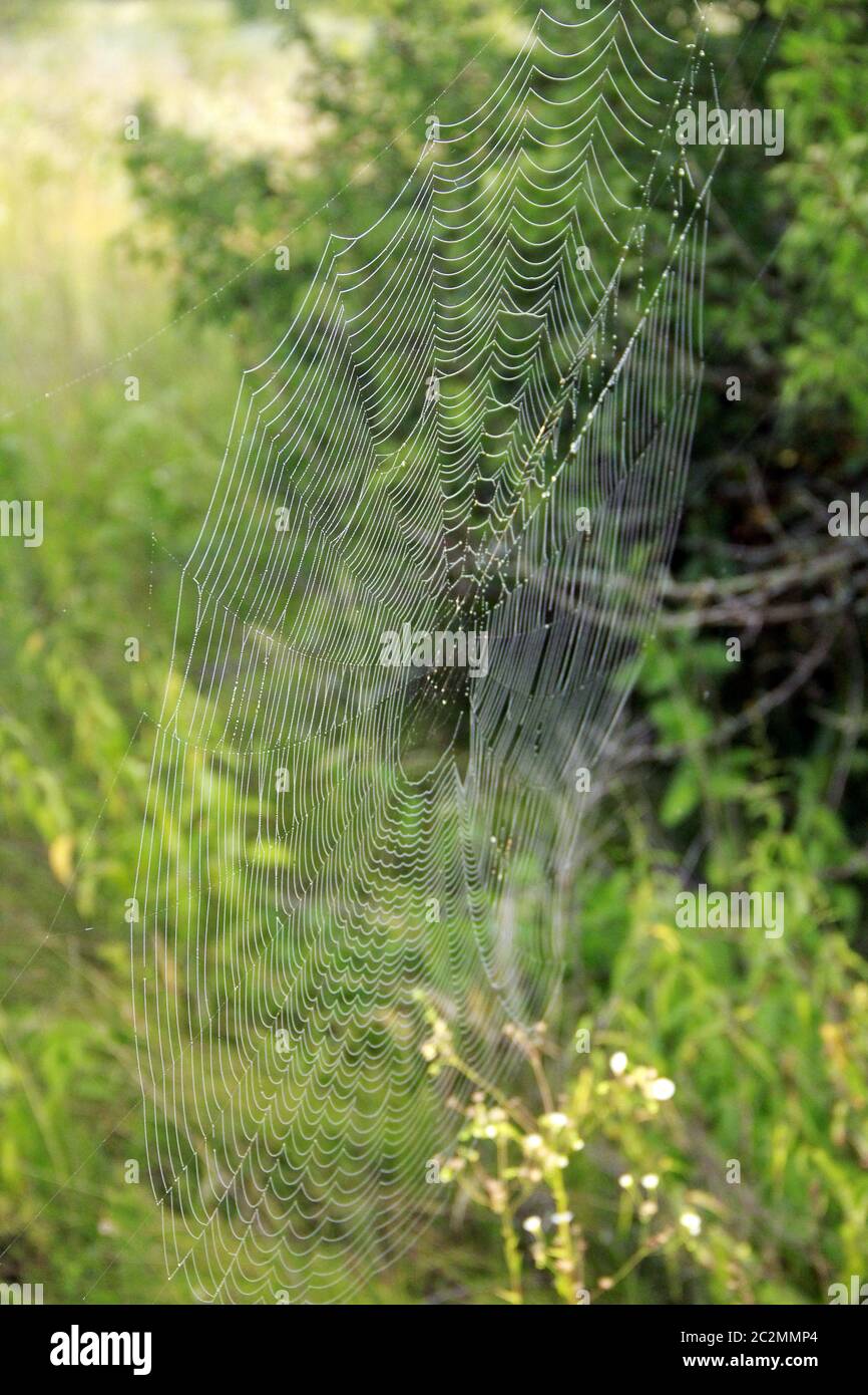 Summer landscape with field of grass and cobwebs in sun light at dawn ...