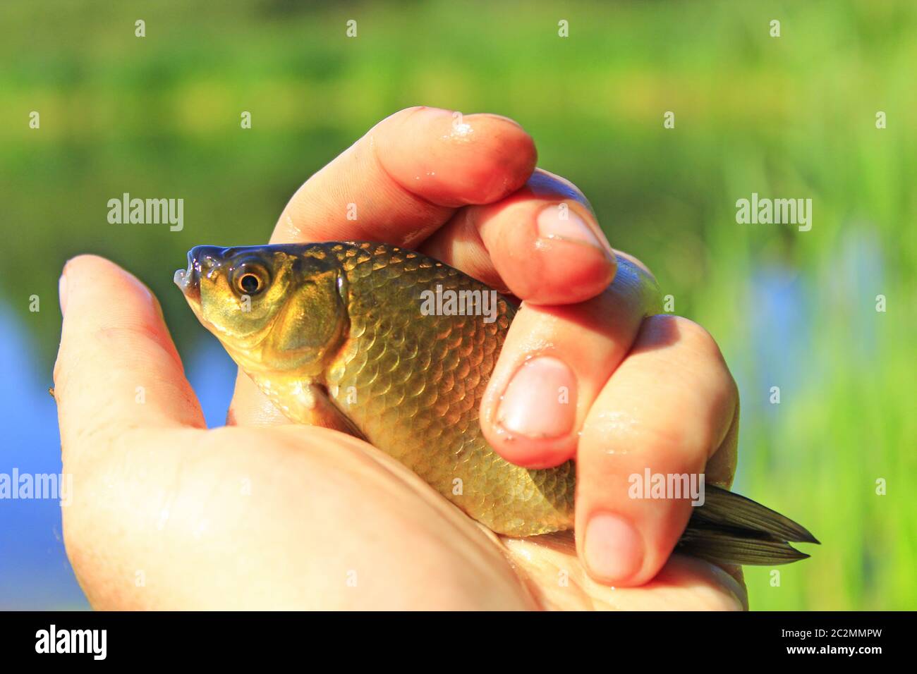 Crucian laying on human palm. Crucian caught on fishing-rod. Lucky ...