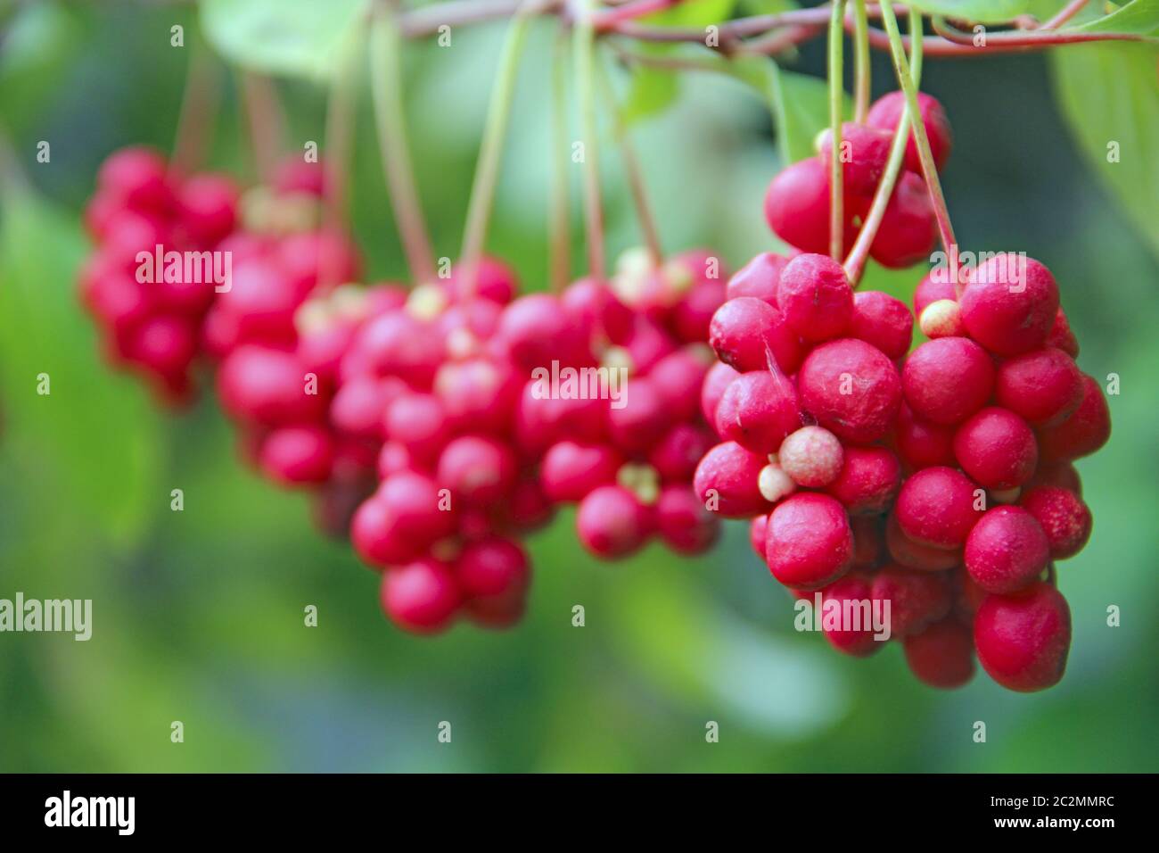 Branches of red schisandra. Clusters of ripe schizandra. Crop of useful ...