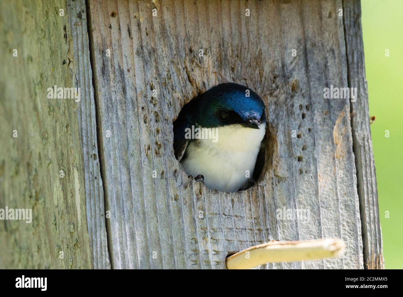 Bird at Home Stock Photo - Alamy