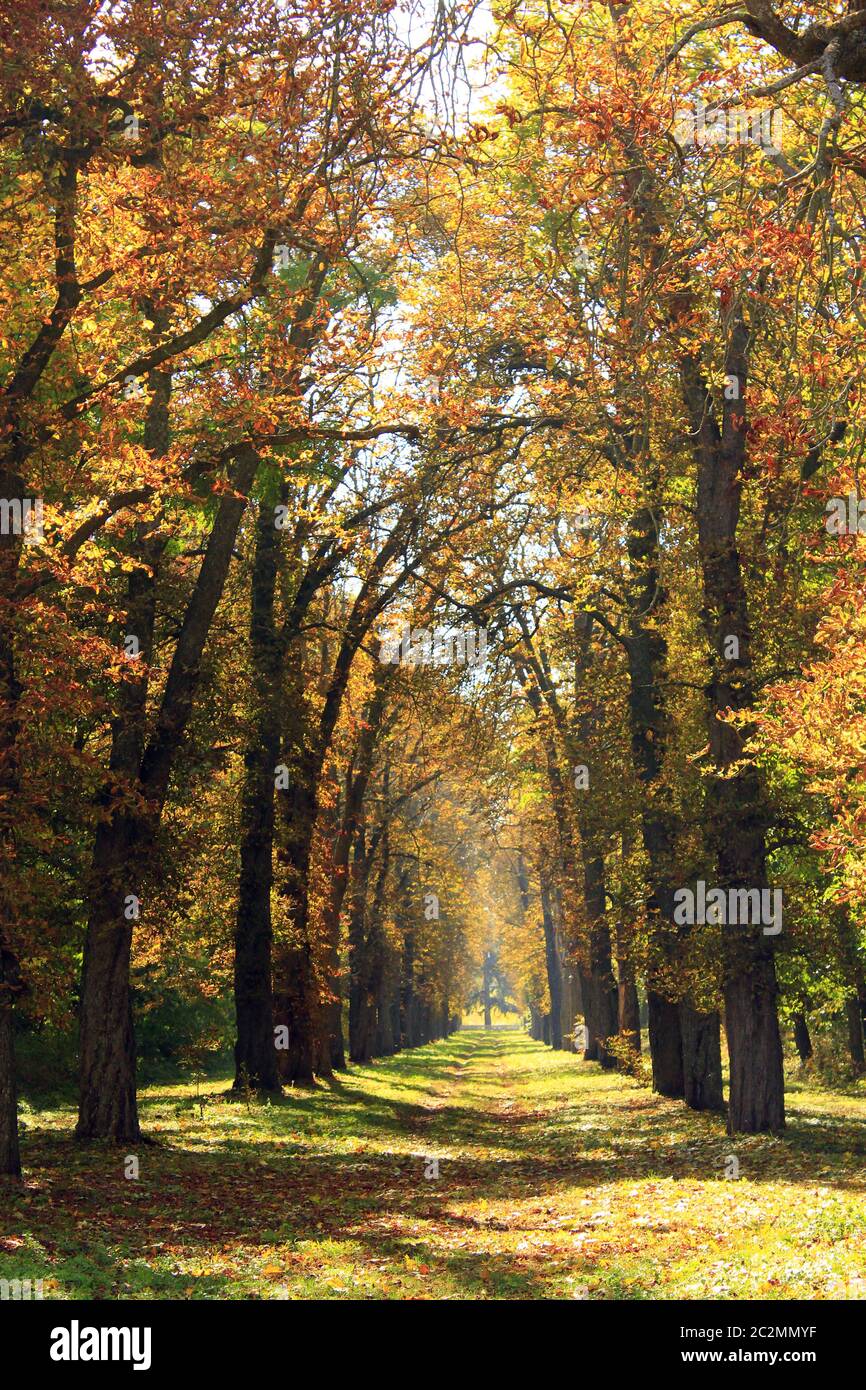 Beautiful park foliage trees hi-res stock photography and images - Alamy