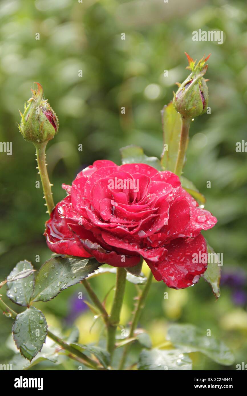 Beautiful blooming red rose flowers in the garden hi-res stock ...