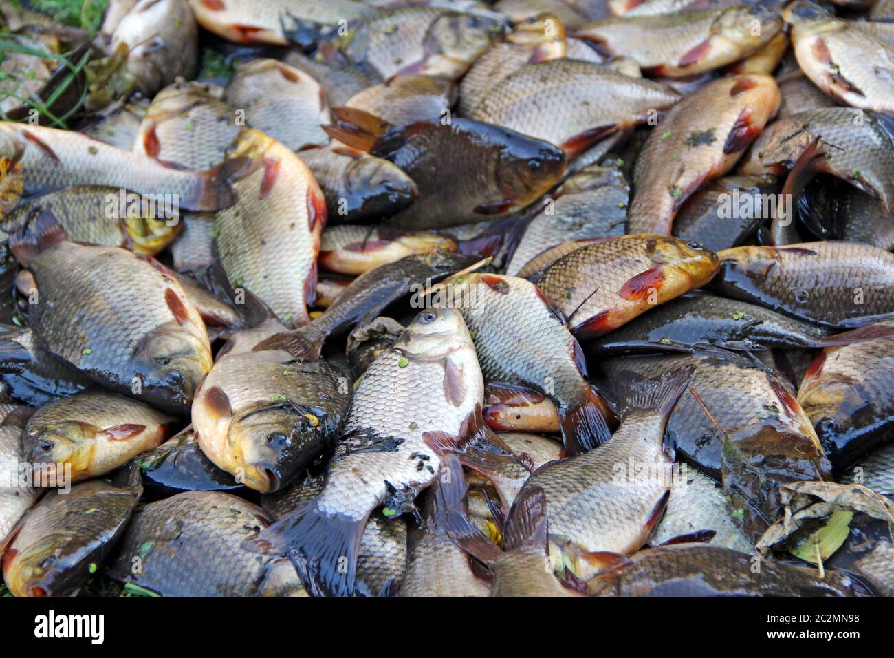 Caught crucians on green grass. Successful fishing. A lot of crucian ...