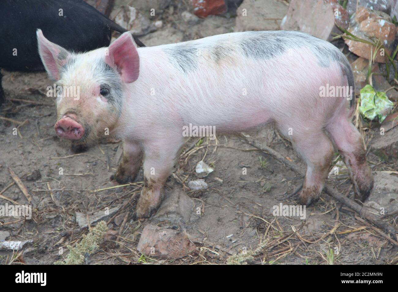 Piglets playing and jolly run in farm yard. Funny pigs. Baby piglets ...