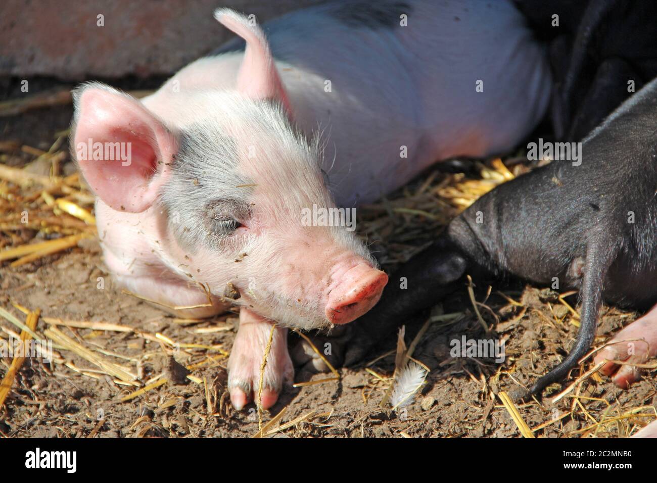 Pigs play and sleep on yard of farm. Pink piglets bask in sun and sleep ...