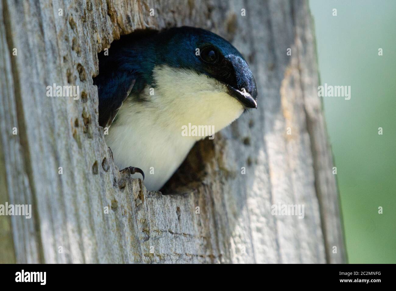 Bird at Home Stock Photo - Alamy