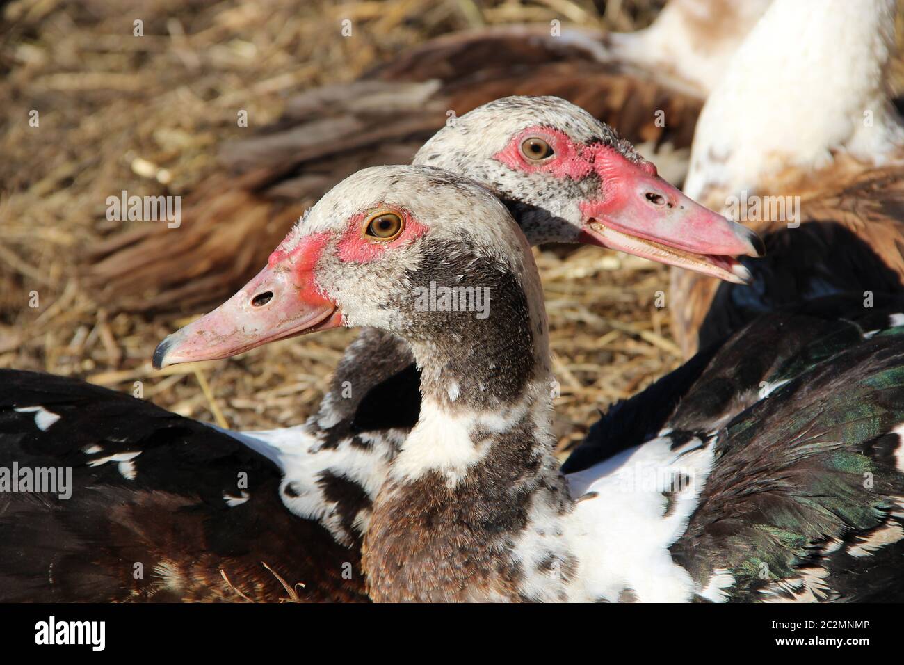 Two muscovy ducks have a rest in poultry. Duck friendship. Domestic ...