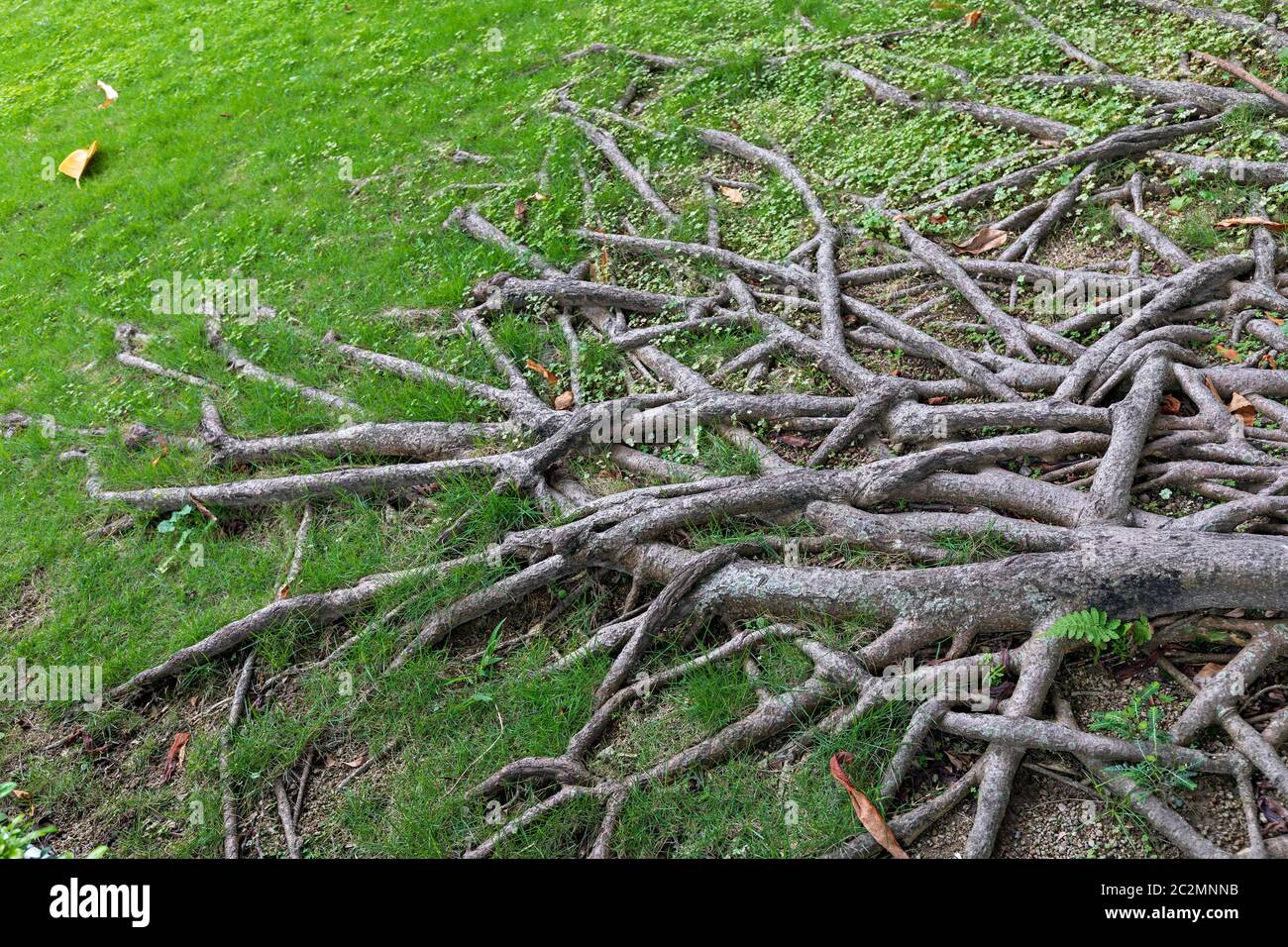 Tree Roots Spread Wide on Ground Surface Stock Photo - Alamy