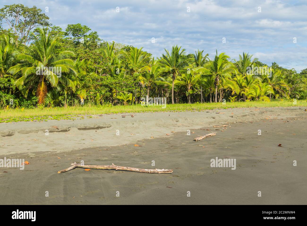 Tropical ocean beach with palm trees in costa rica Stock Photo - Alamy