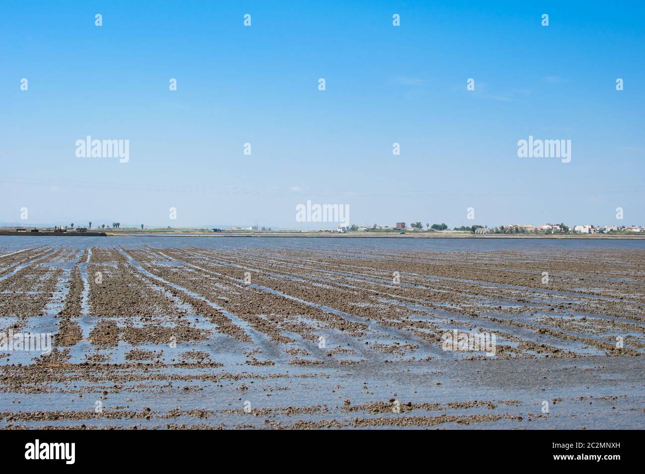 Landscape of rice fields near the lagoon of Valencia, Spain. Freshly ...