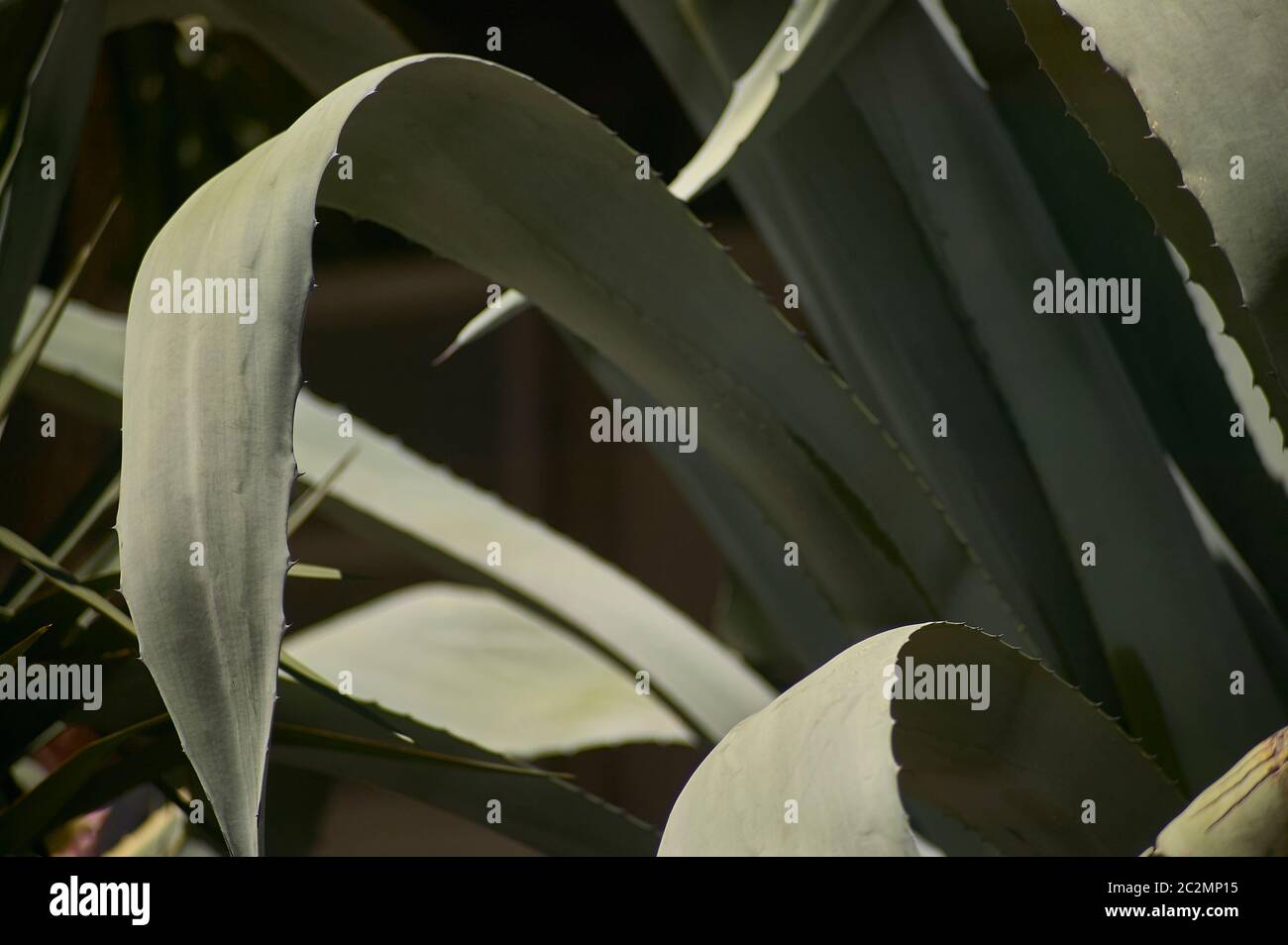Flowerbed with various fatty plants including the Aloe plant Stock ...