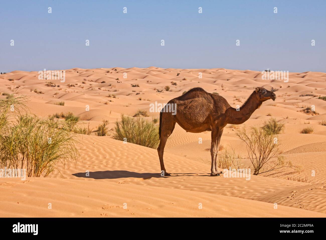 Camel caravan sahara desert hi-res stock photography and images - Alamy