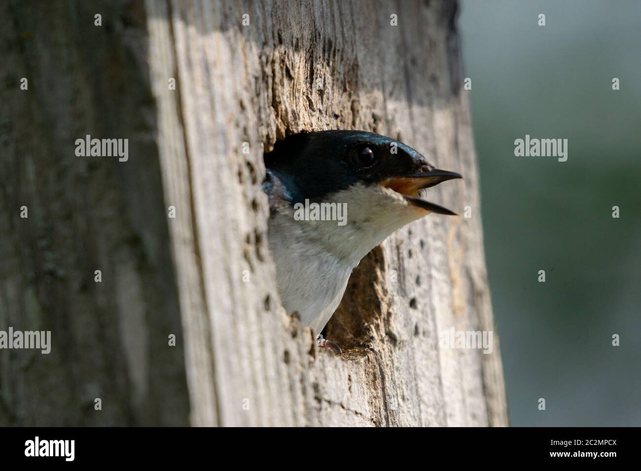 Bird at Home Stock Photo - Alamy