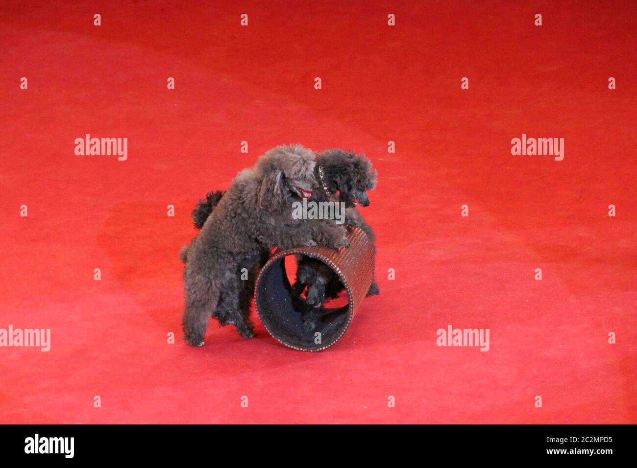Trained poodles performing in circus arena. Trained dogs in circus ...