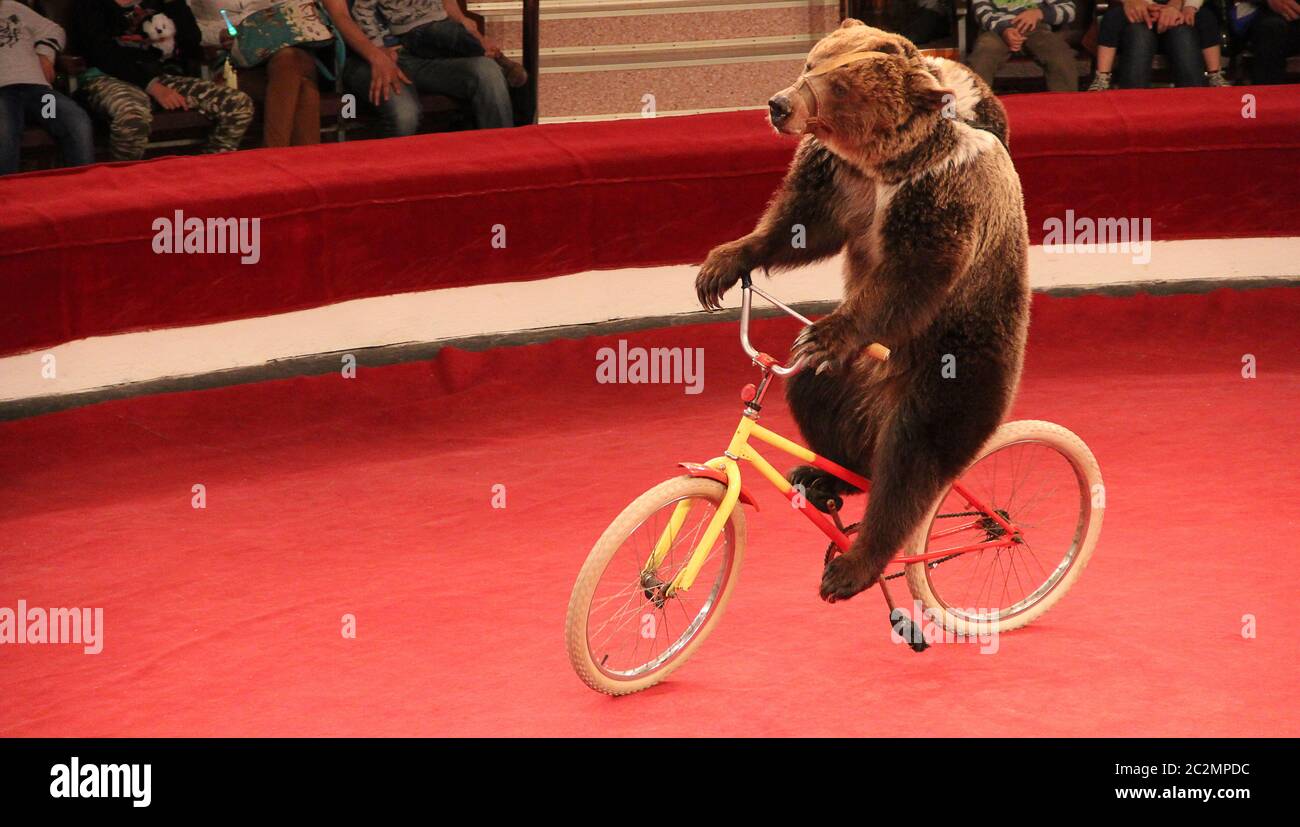 Trained bear driving on bicycle on circus ring. Bear riding bicycle in circus Stock Photo - Alamy