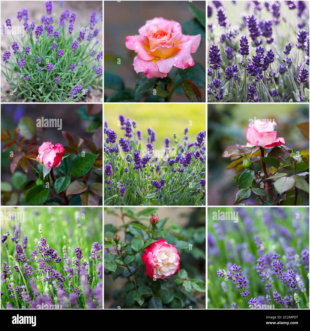 collage with pictures with roses and lavender Stock Photo - Alamy