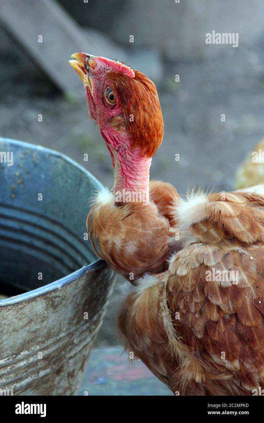 Hen drinking water from bucket in poultry yard. Domestic bird living in ...