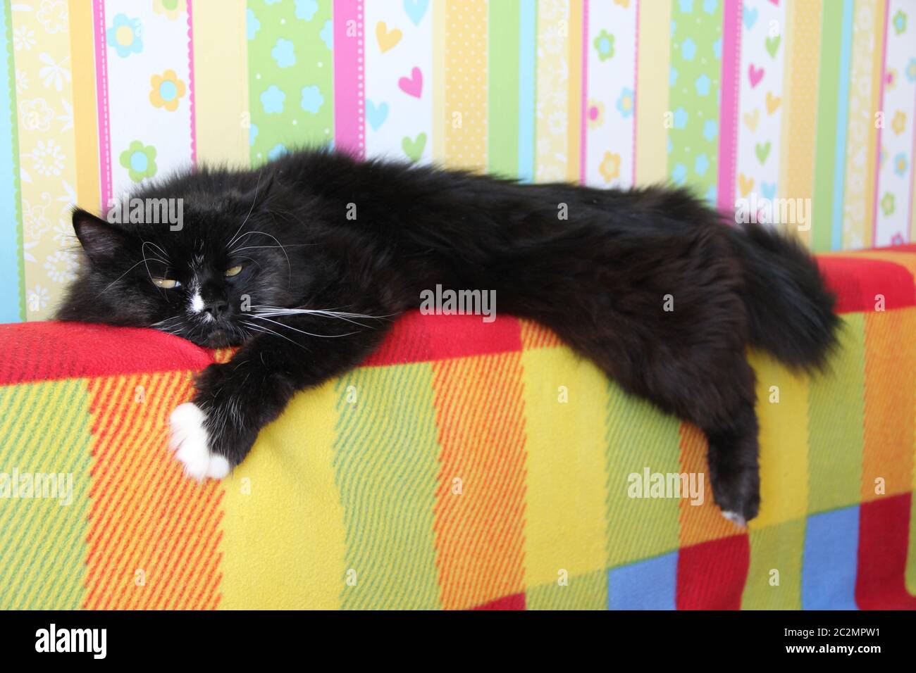 Lazy black cat laying on colored back of sofa. Black and white cat ...