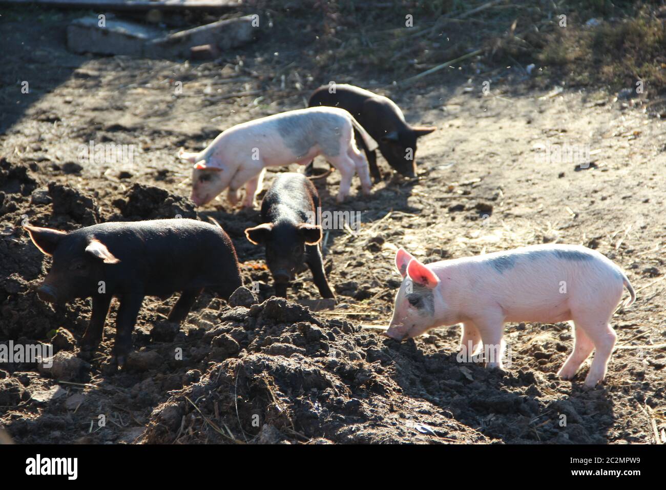 Piglets playing and jolly run in farm yard. Funny pigs in sunny rays ...
