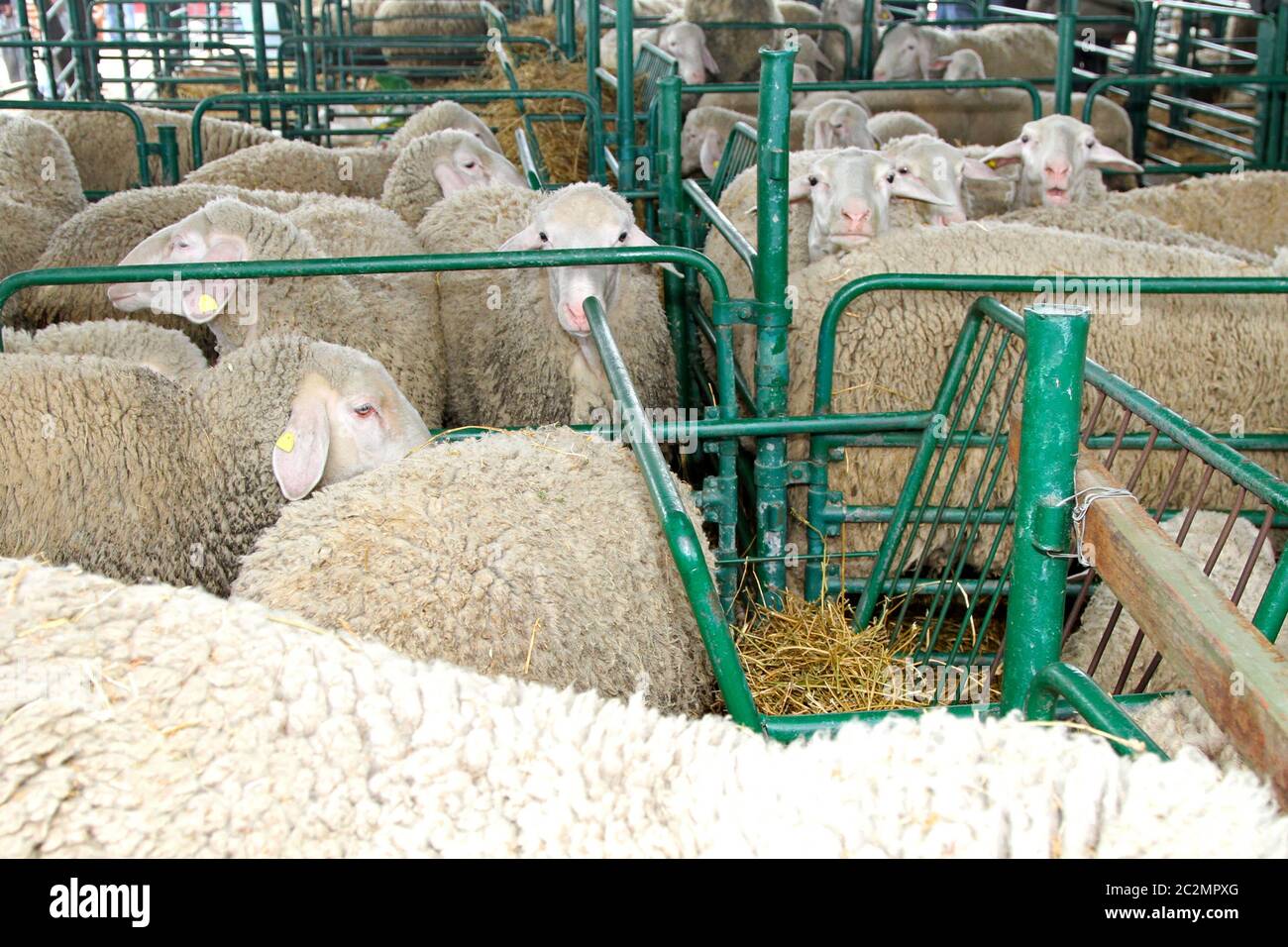 Sheep and ewe in pen at farm Stock Photo - Alamy