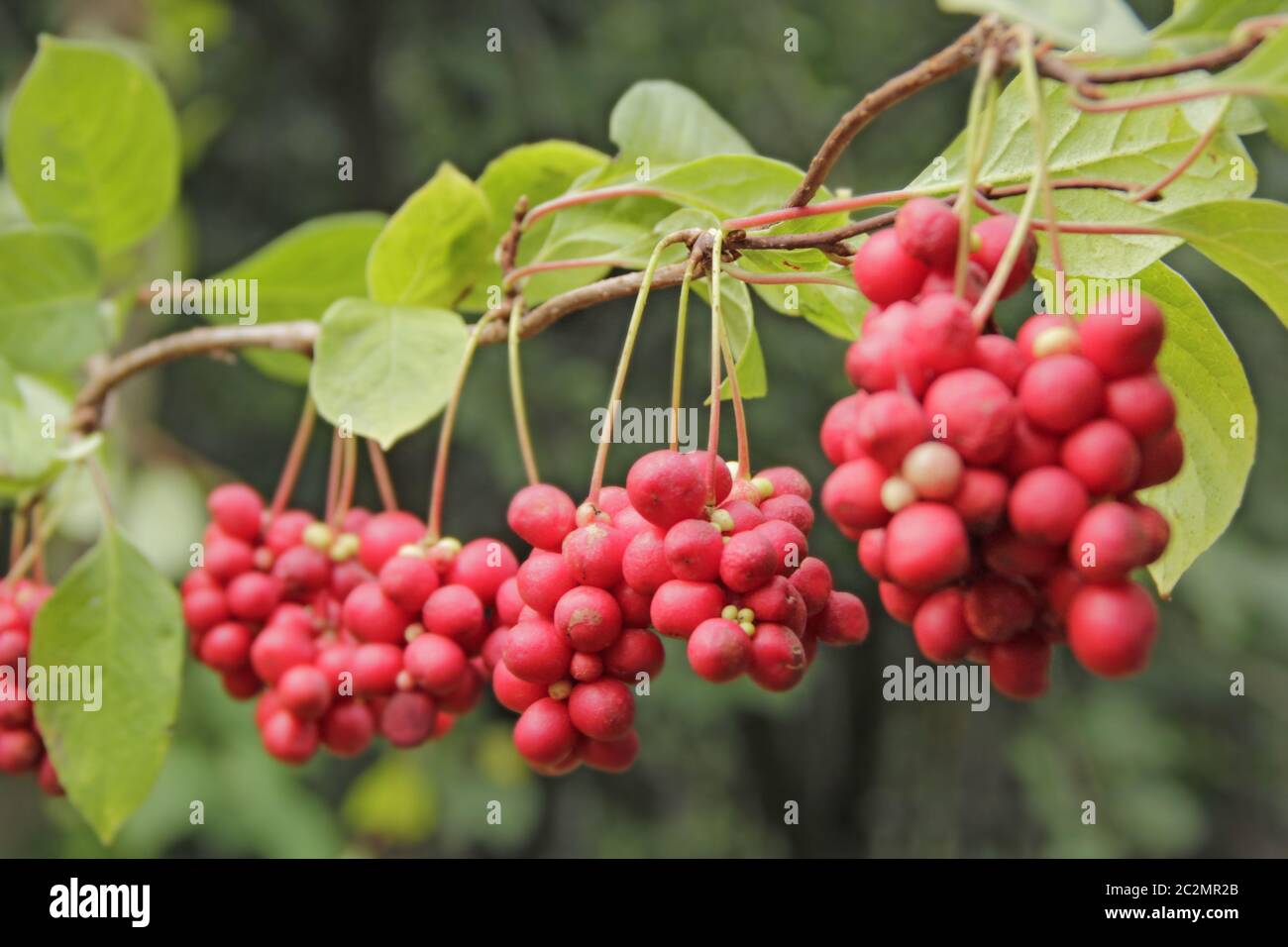 Growing schisandra hi-res stock photography and images - Alamy