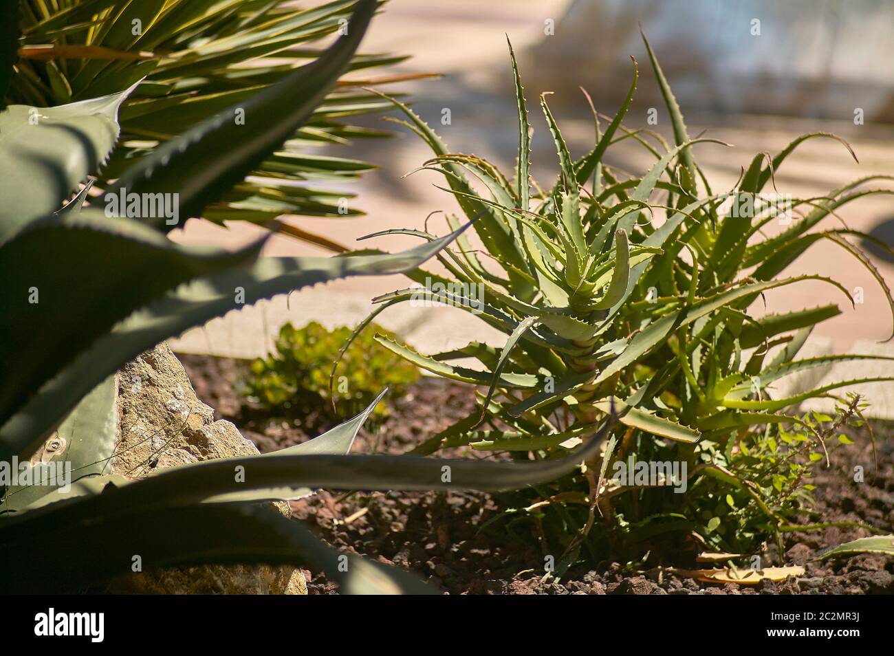 Flowerbed with various fatty plants including the Aloe plant Stock ...