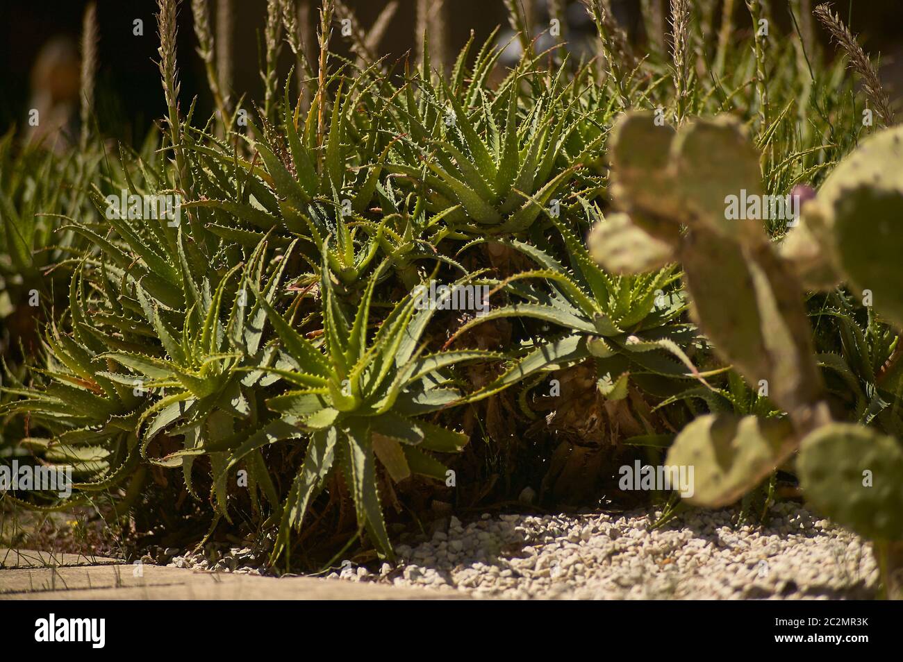 Beautiful bush of Aloe plants, beautiful and very lush specimens of ...