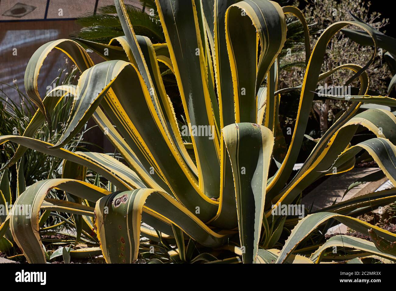 Fatty plant hi-res stock photography and images - Alamy