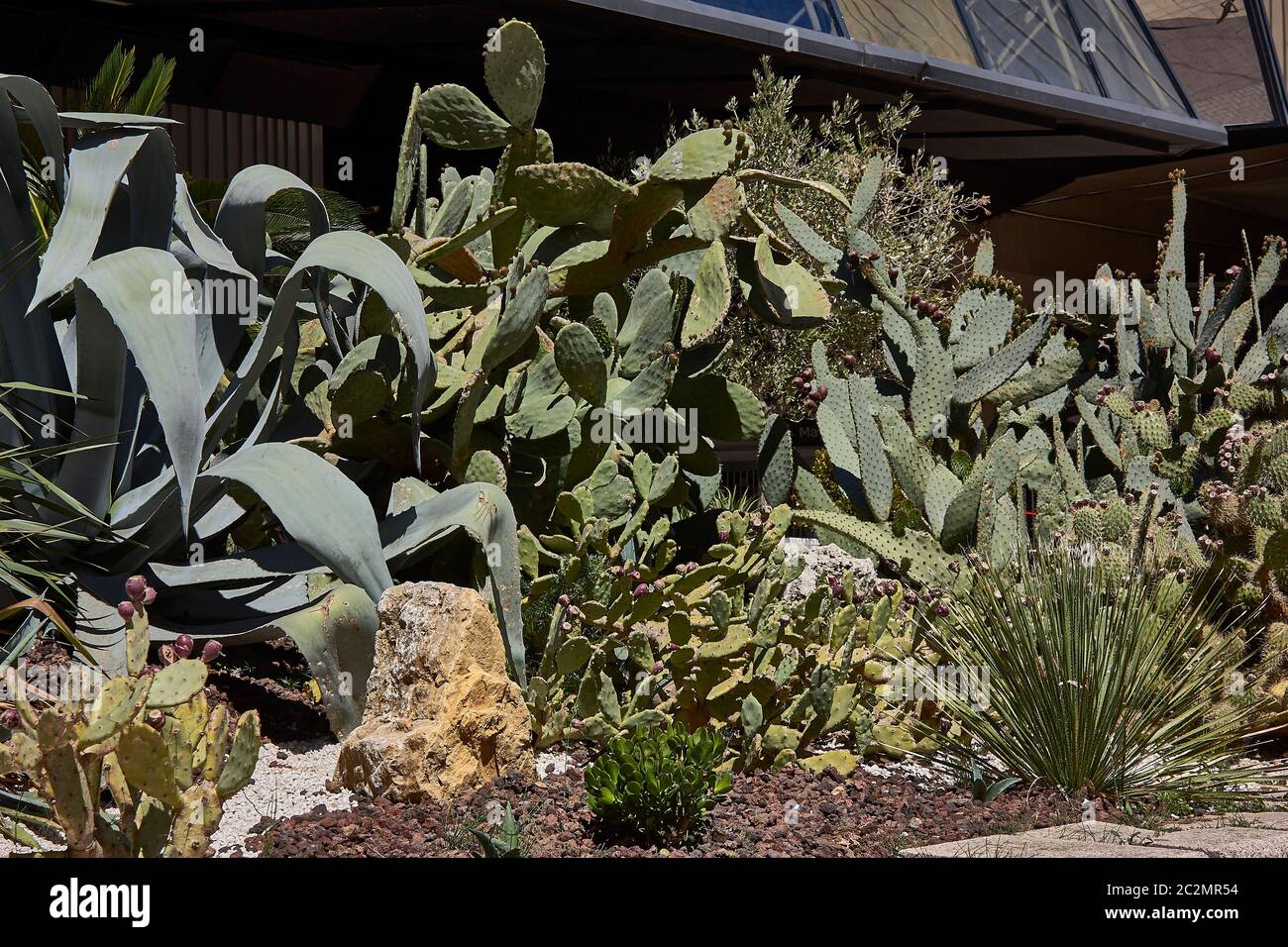 Fatty plant hi-res stock photography and images - Alamy