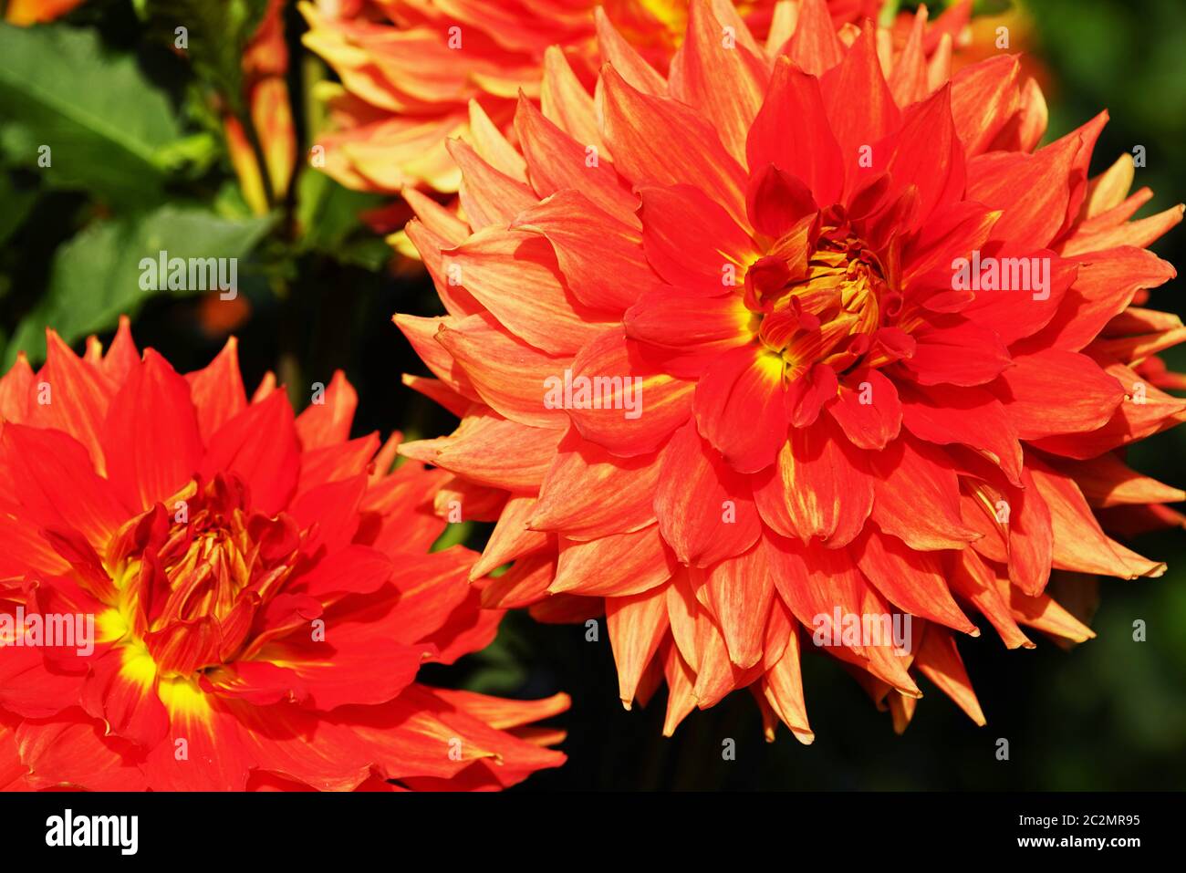 Beautiful dahlia flower in a botanical garden Stock Photo - Alamy