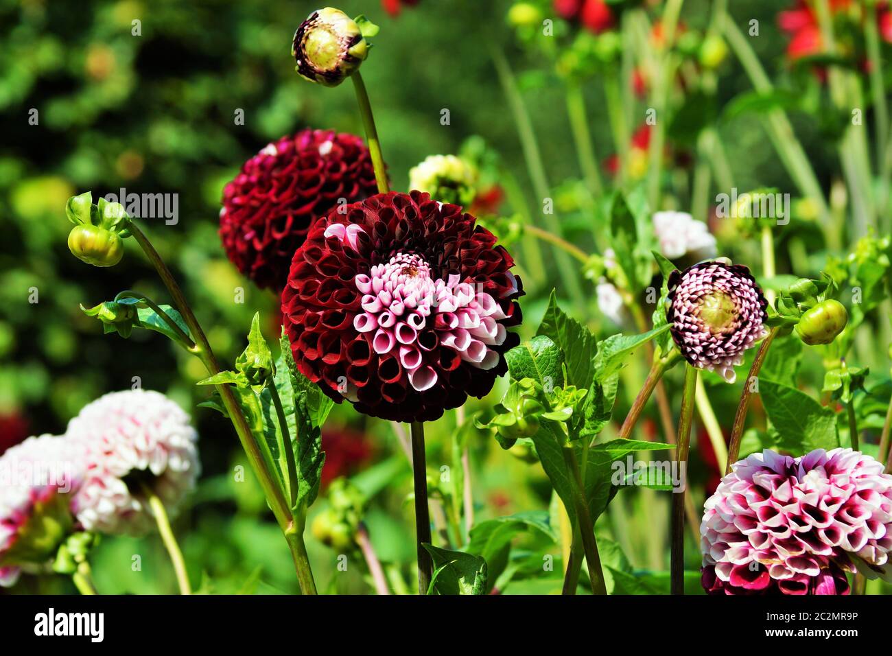 Beautiful dahlia flower in a botanical garden Stock Photo - Alamy