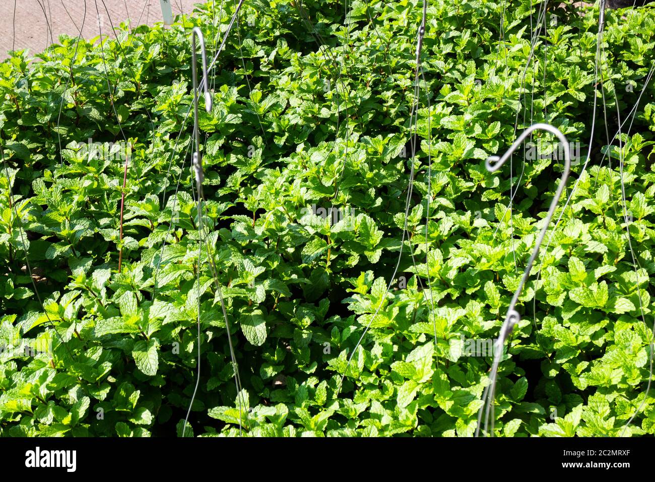 Market for sale plant in pots, stock photo Stock Photo - Alamy