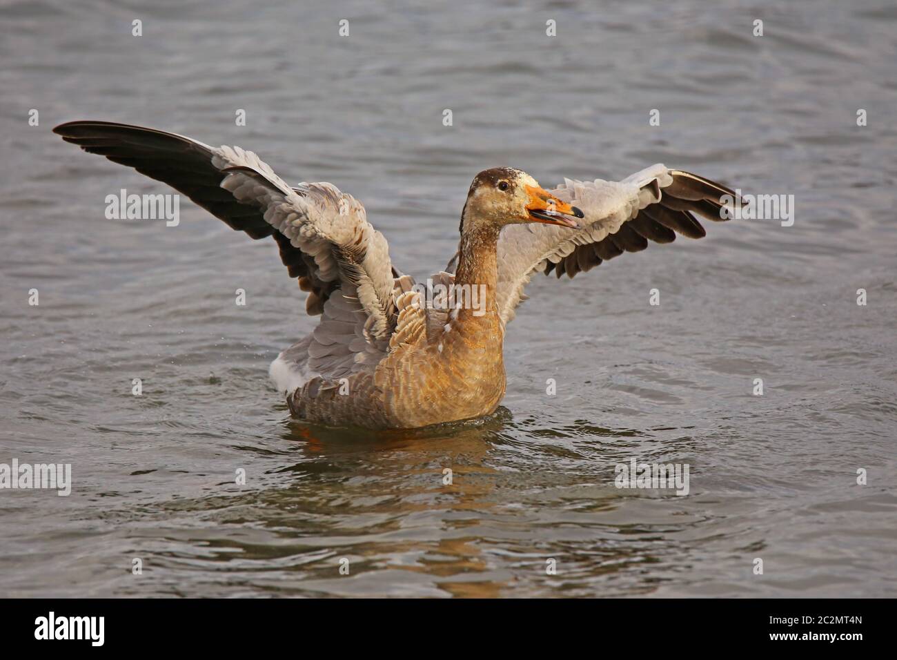 Goose hybrid with extended wings Stock Photo - Alamy