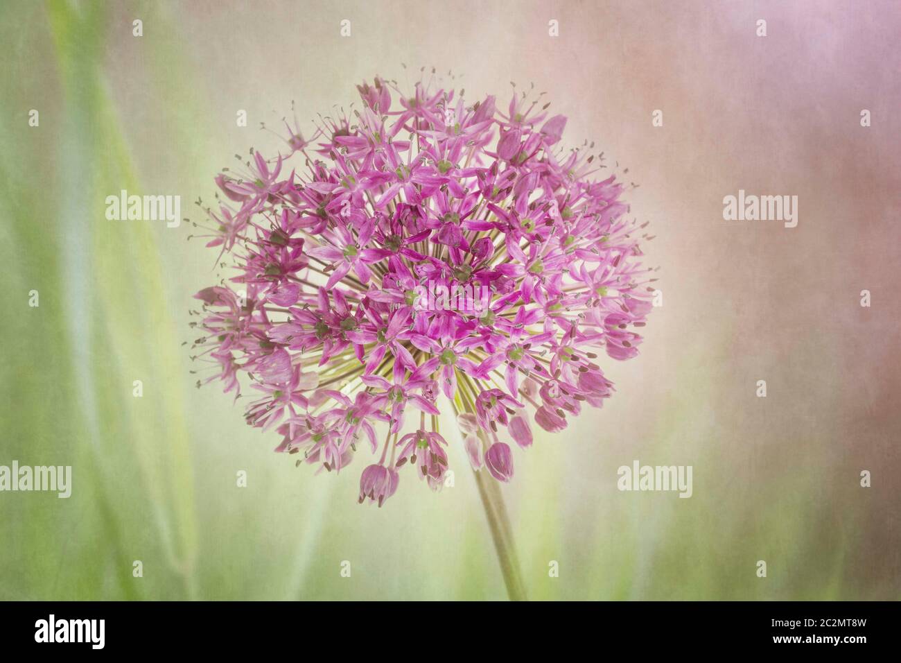 Single alium hi-res stock photography and images - Alamy