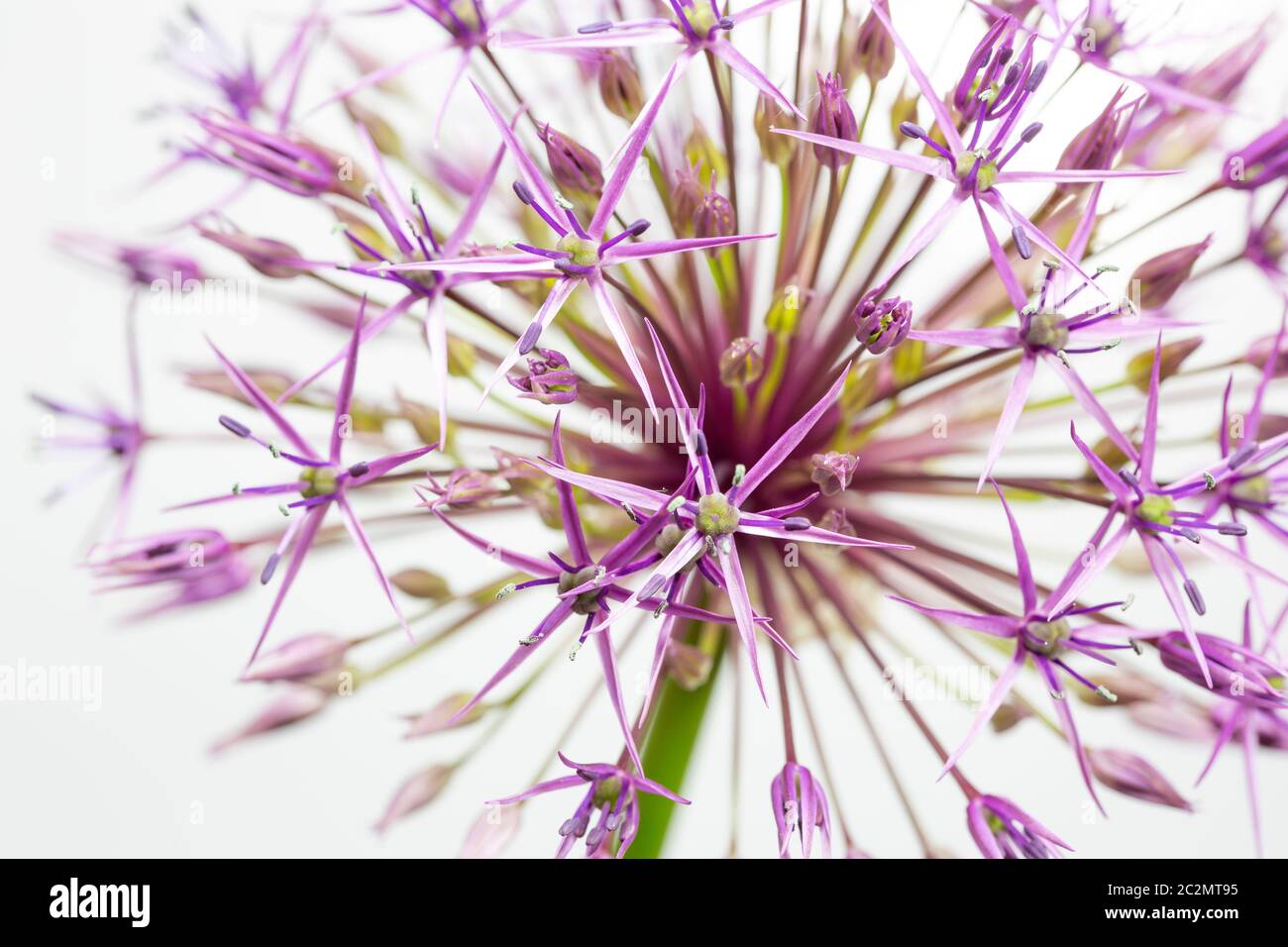 Single allium flower closeup isolated on white background Stock Photo ...