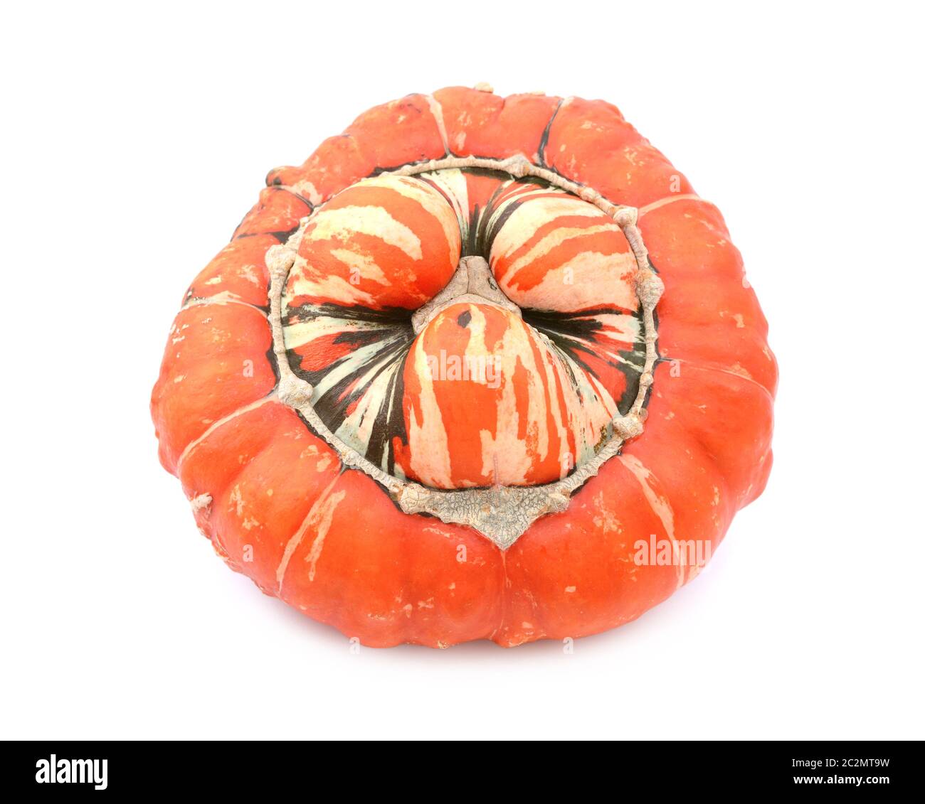 Ribbed and warty orange turban squash with striped, lobed centre, on a ...