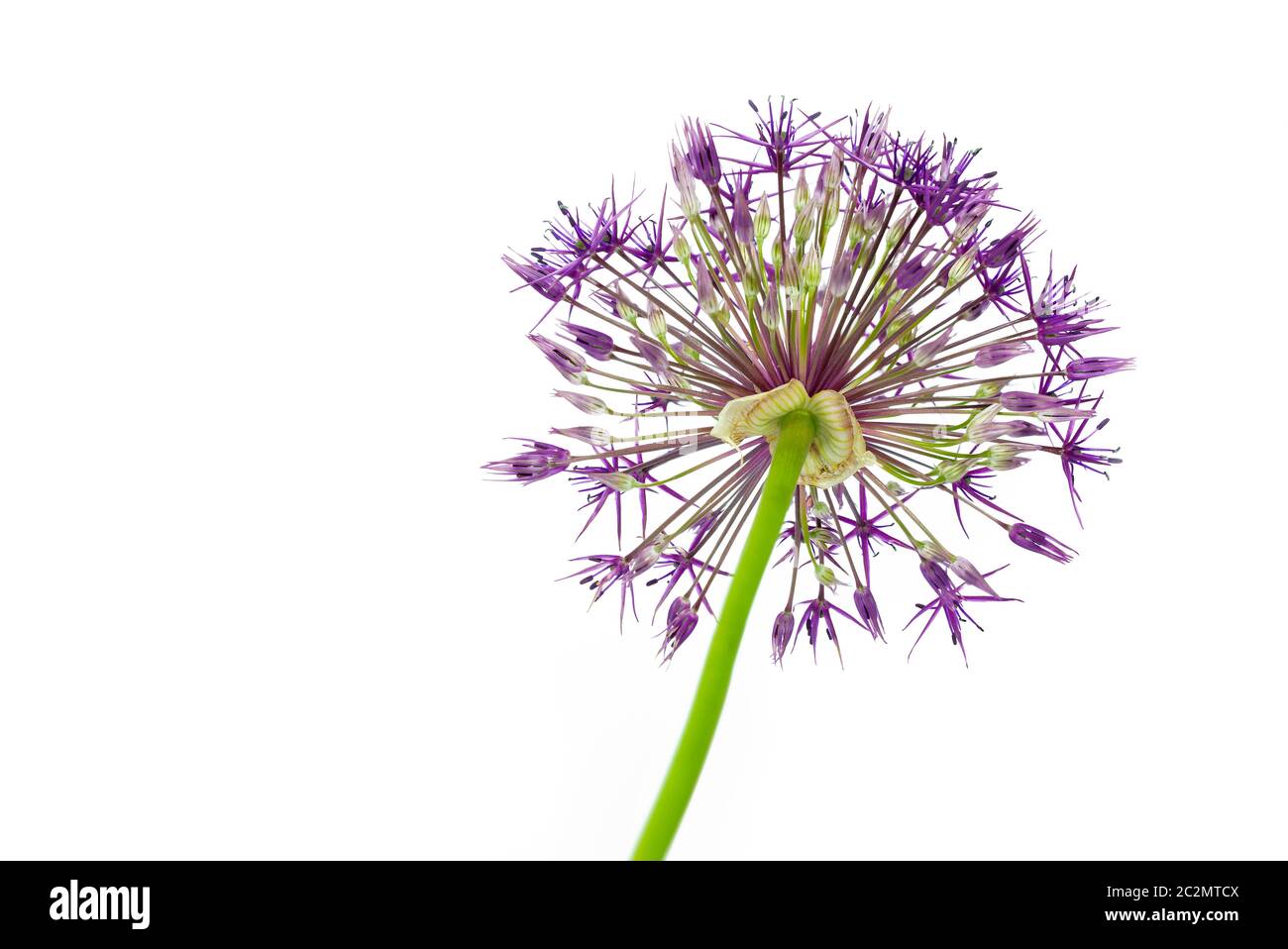 Single allium flower closeup isolated on white background Stock Photo ...