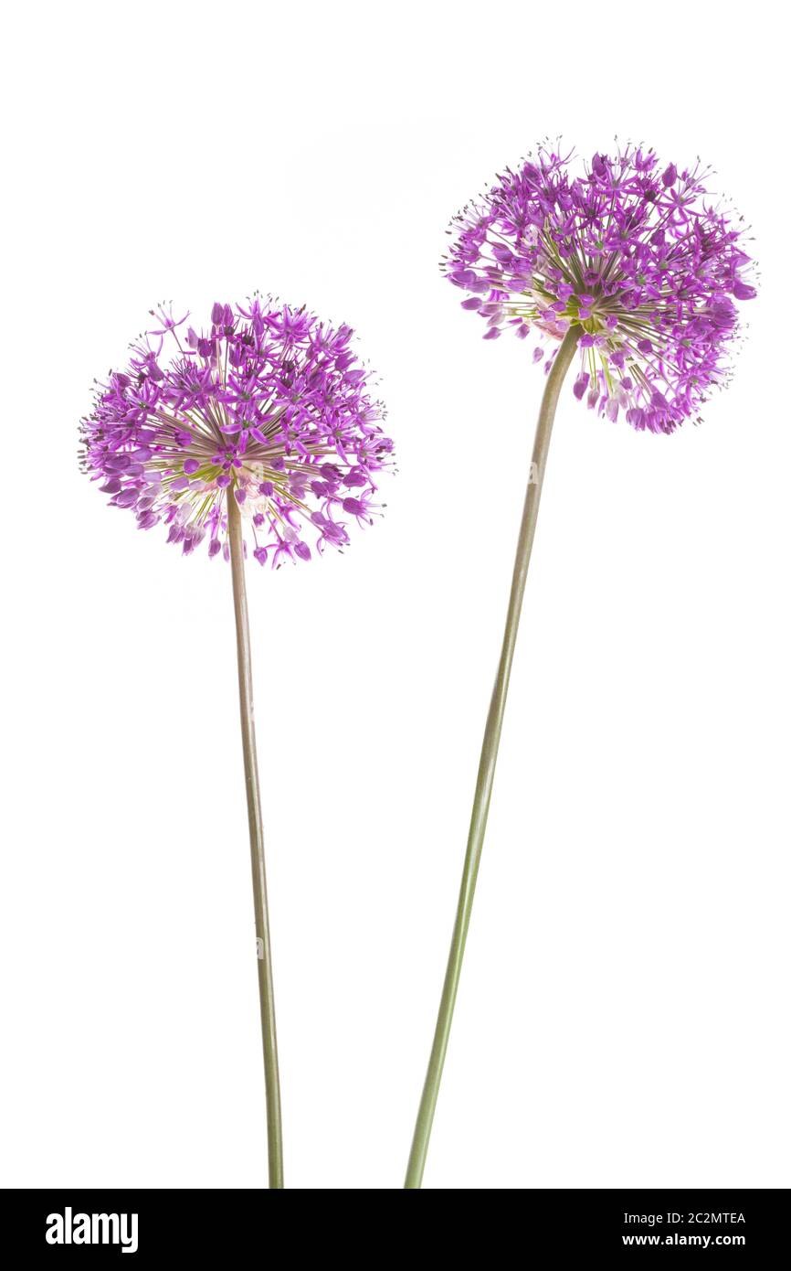 Two allium flowers standing in front of white background Stock Photo ...