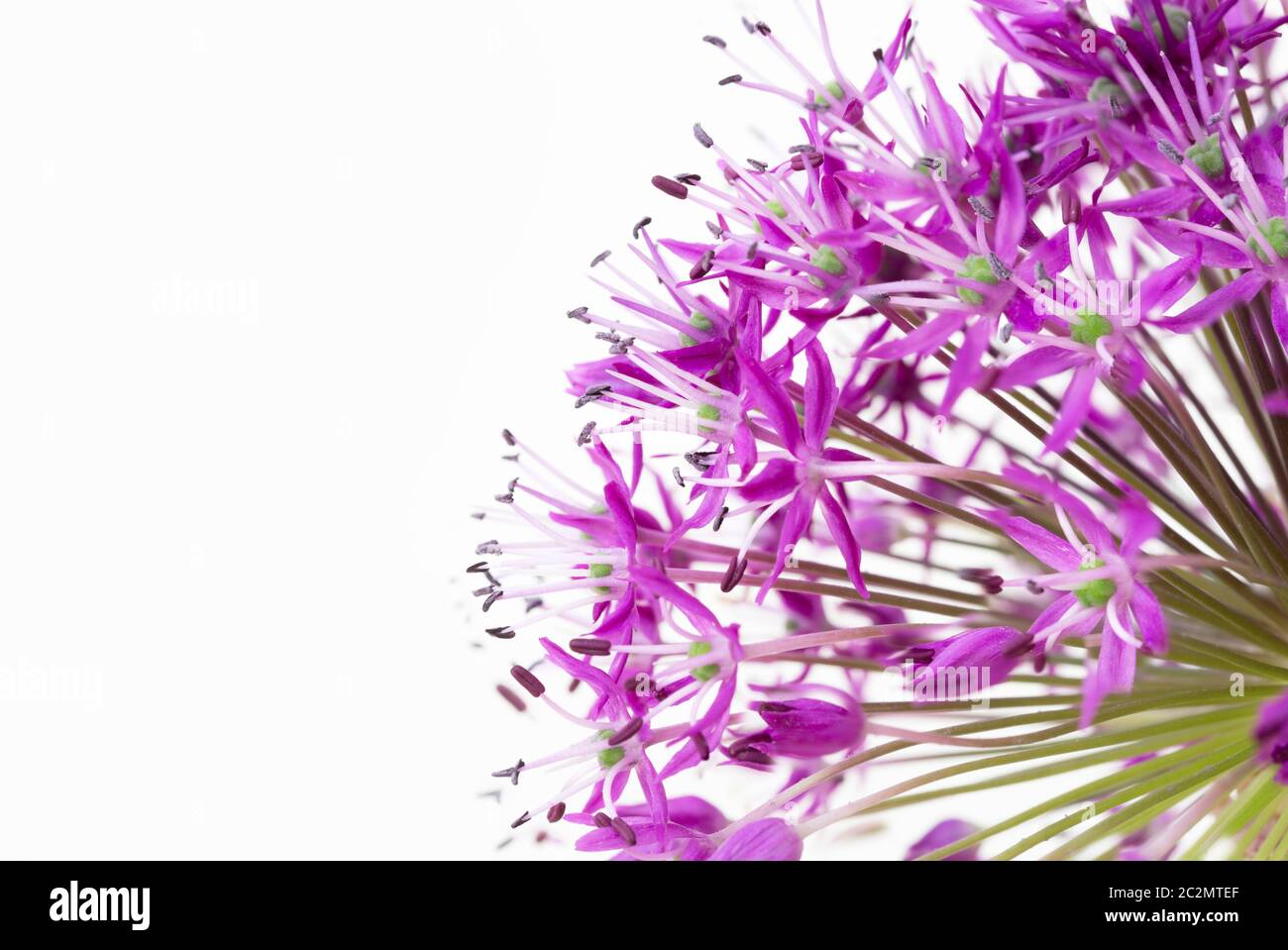 Single allium flower isolated on white background Stock Photo - Alamy