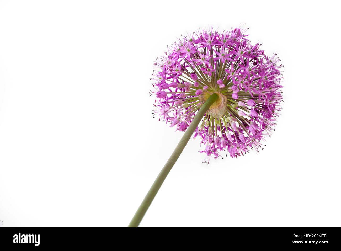 Single allium flower isolated on white background Stock Photo - Alamy