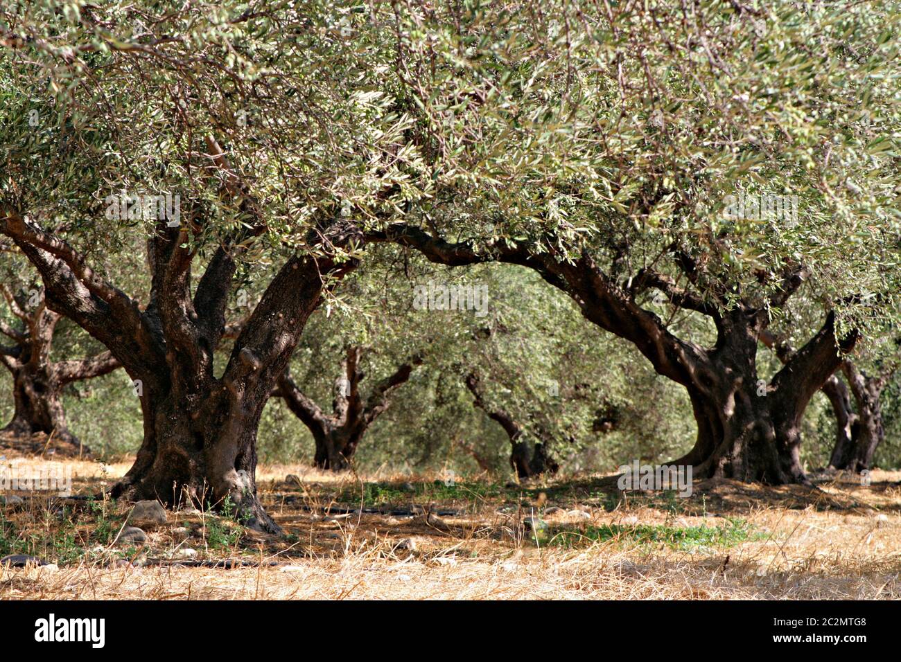Olive Trees. Crete Stock Photo - Alamy