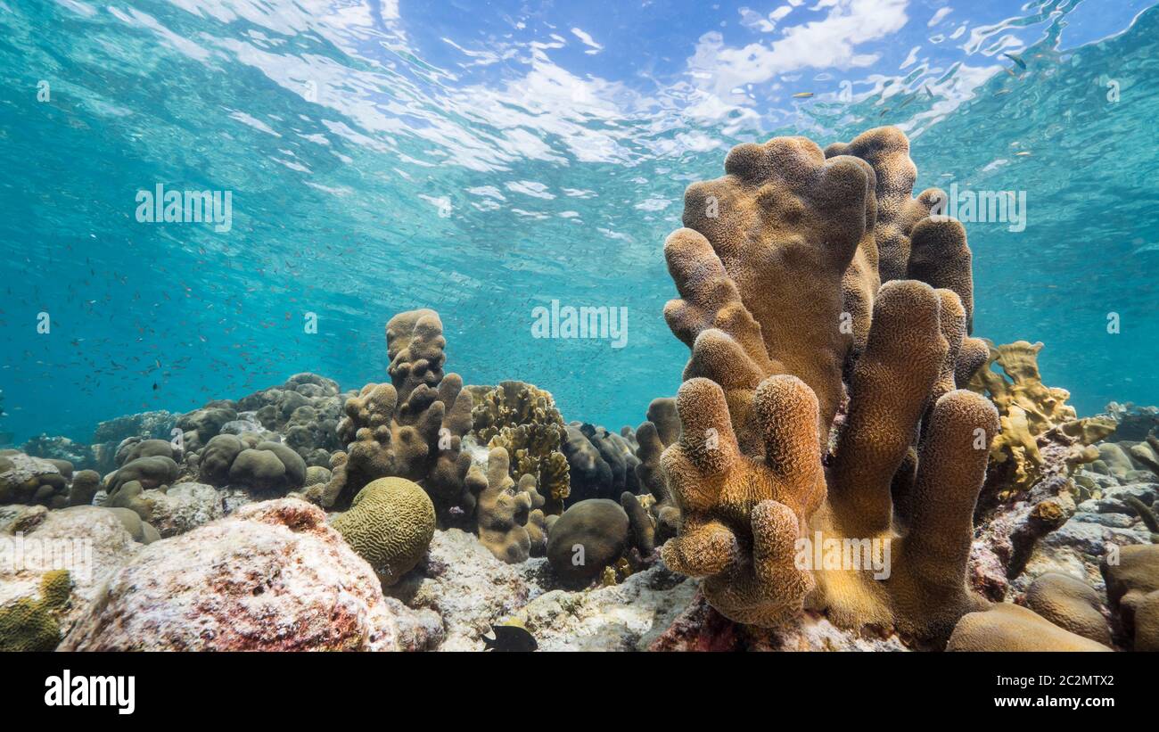 Pillar coral hi-res stock photography and images - Alamy