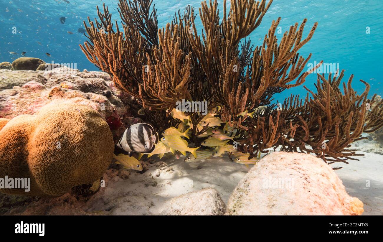 Snapper fish swimming caribbean hi-res stock photography and images - Alamy