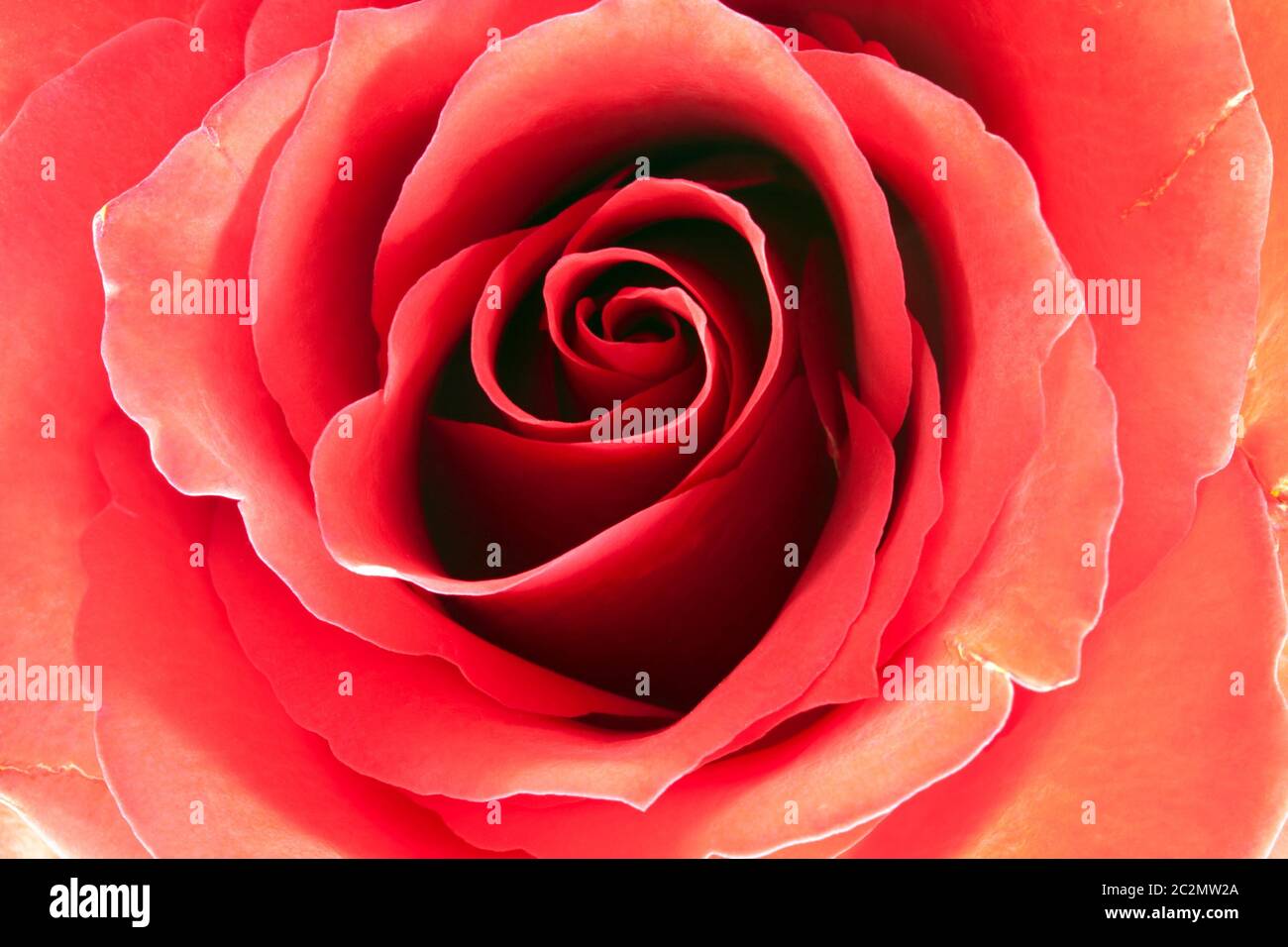 Beauty exotic flowers roses plants hi-res stock photography and images ...