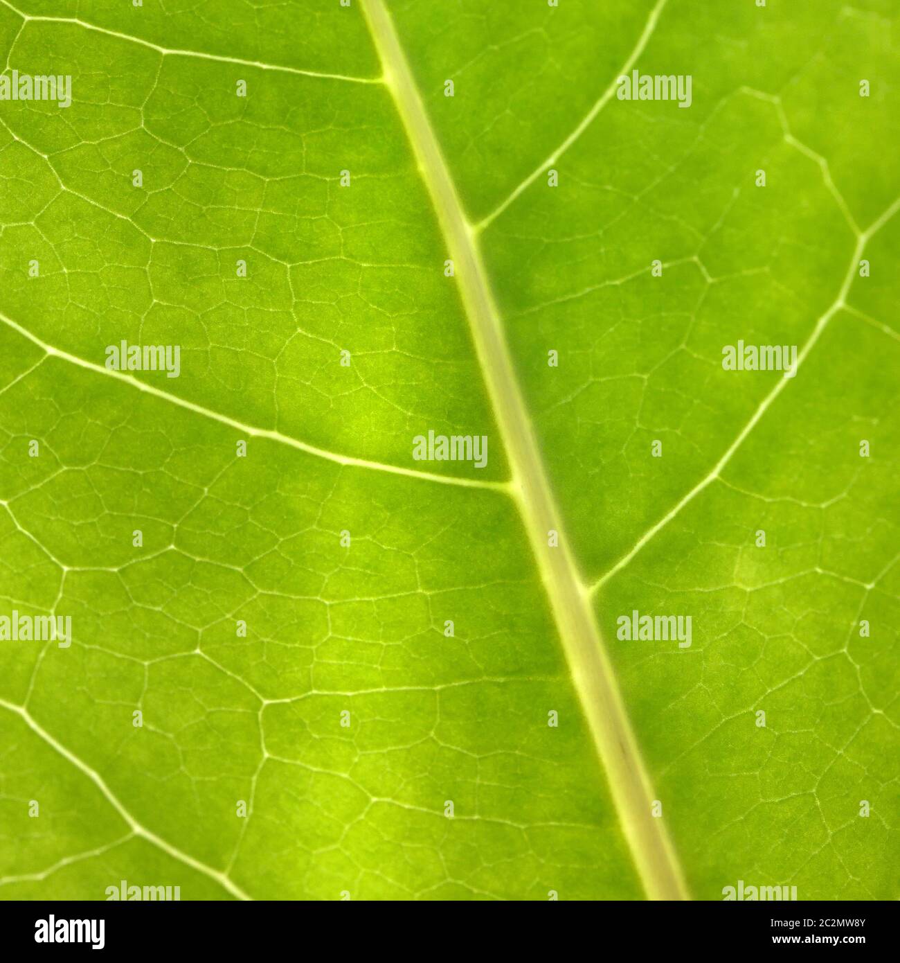 Rubber Tree 004 Stock Photo - Alamy
